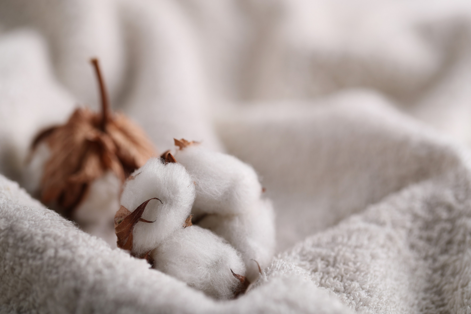 Pourquoi choisir un textile personnalisable en coton bio ? - Alternatee